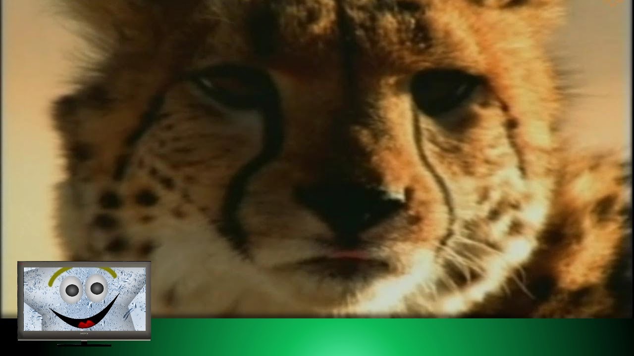 Man chases Cheetah on bike - YouTube