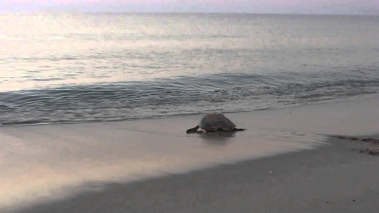 Visit Oman - Turtles in Ras Al Jinz, Oman. A green turtle returns to ...