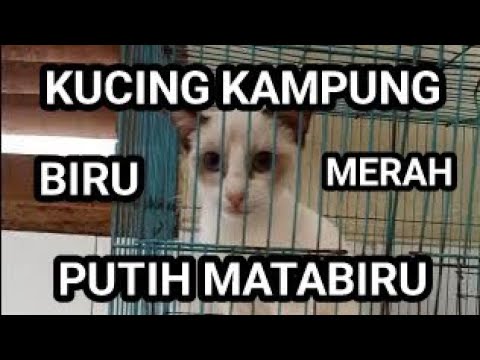 KUCING KAMPUNG PUTIH MATA BIRU PART 1 - YouTube