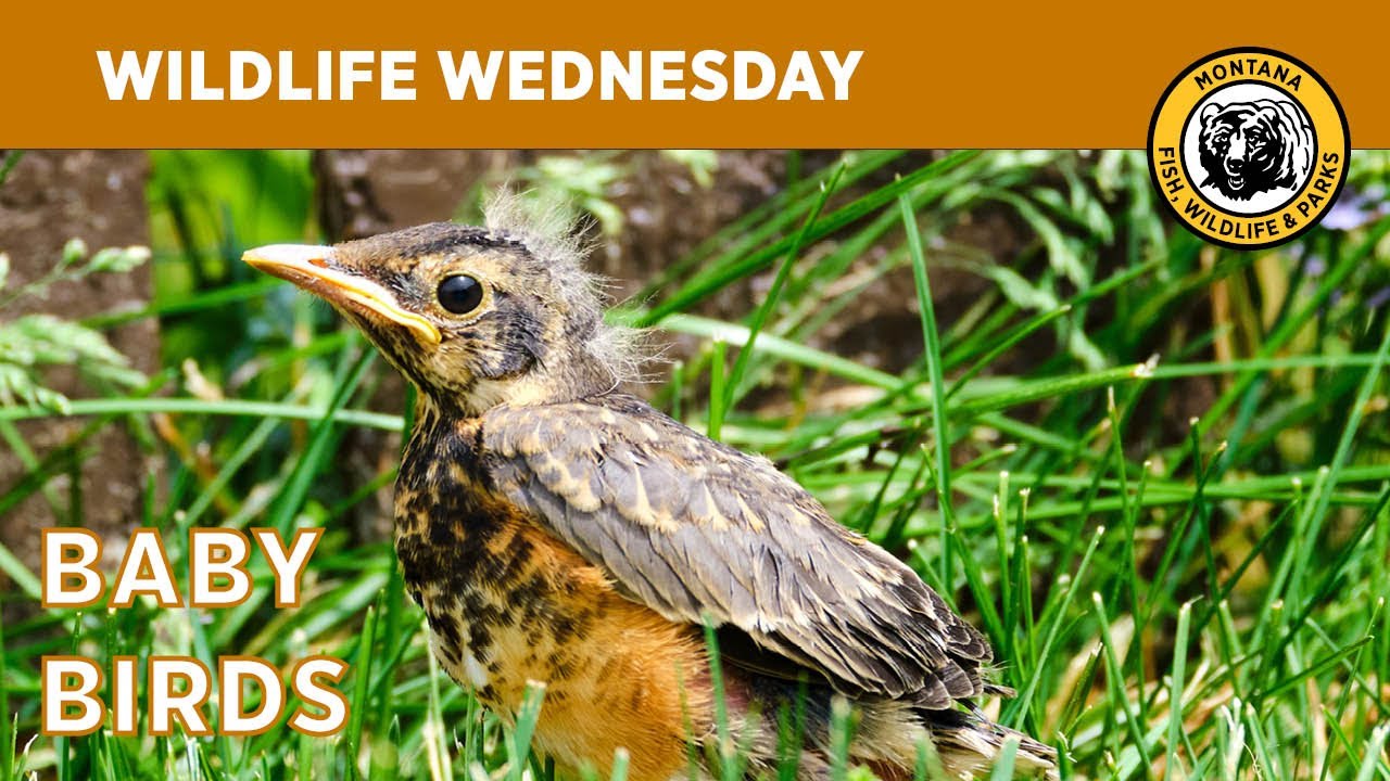 Wildlife Wednesday | Baby Birds - YouTube