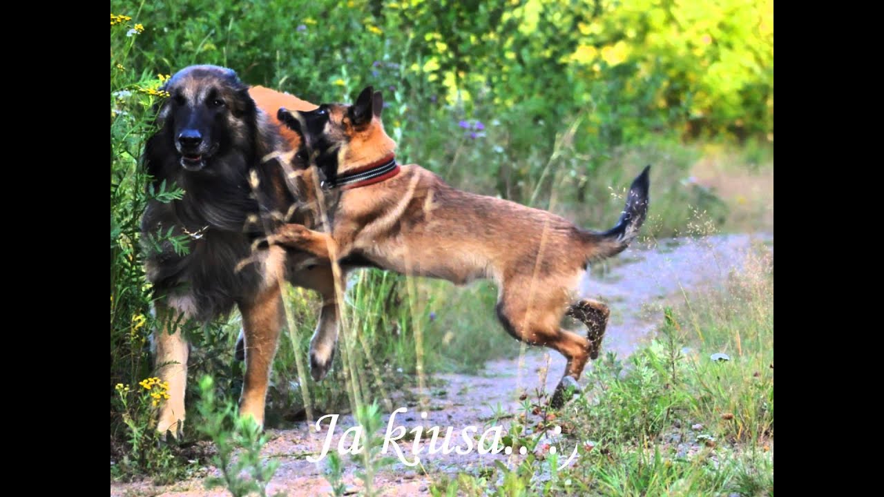 Belgianpaimenkoira Sony 6v - YouTube