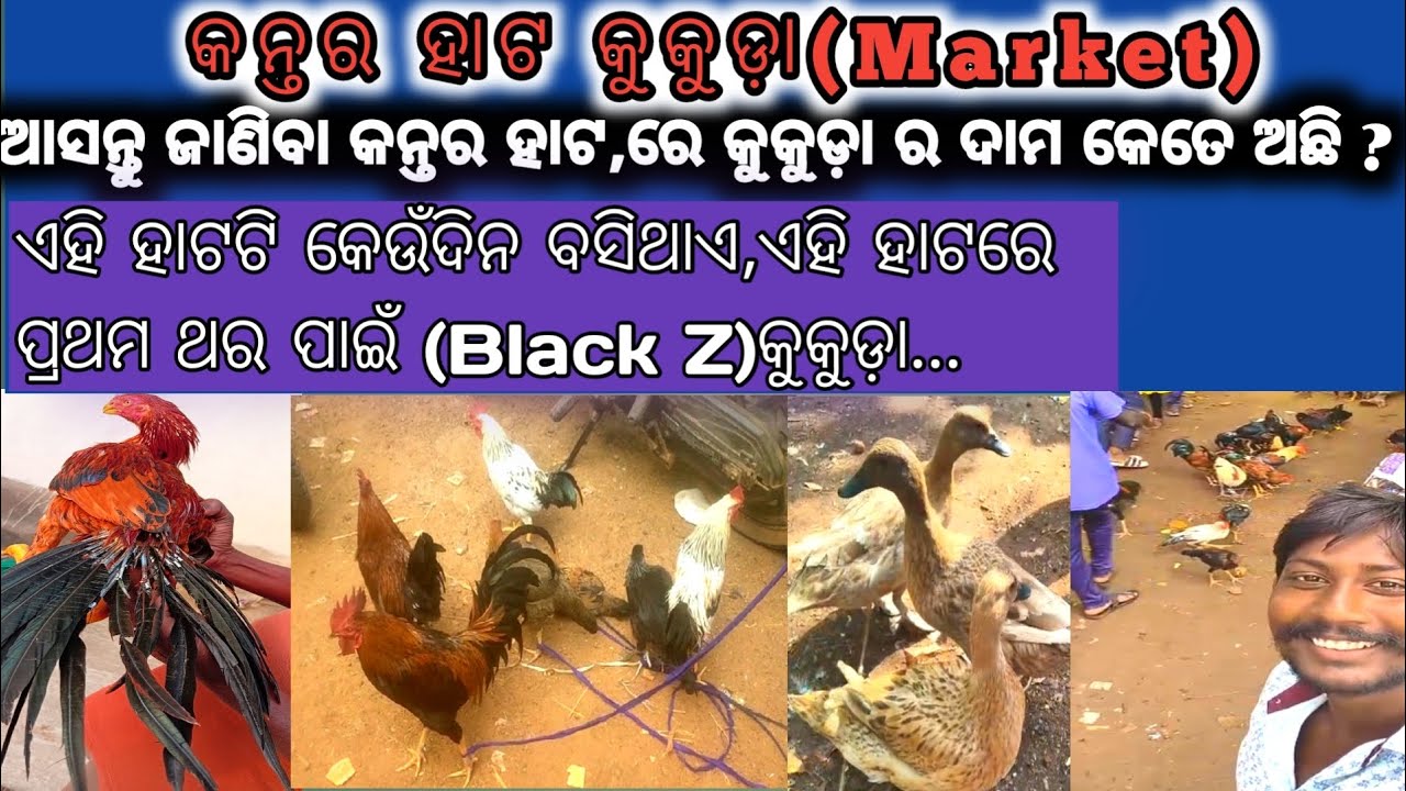 କନ୍ତର ହାଟ କୁକୁଡ଼ାmarketରେ ପ୍ରଥମଥର ପାଇଁ(Black Z) କୁକୁଡ଼ା,ଏହି ହାଟ ଟି କେଉଁ ...