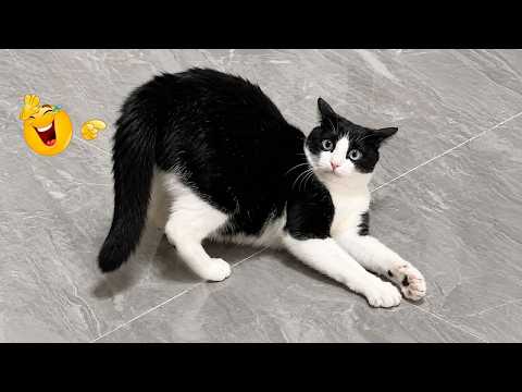 Best Cat Moments 🐈 | TRY NOT TO LAUGH – FUNNY Cat FAILS Compilation 😹😂