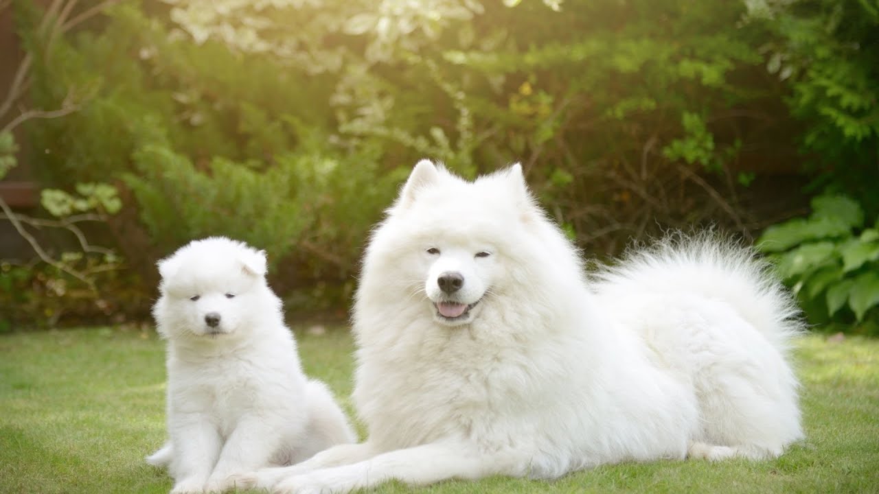 Training Your Samoyed for Off-Leash Walks: A Comprehensive Guide - YouTube