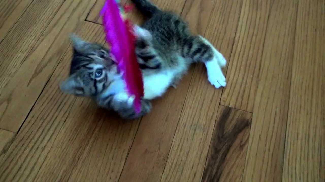 Cute kitten Mikey clumsy feather playing - YouTube
