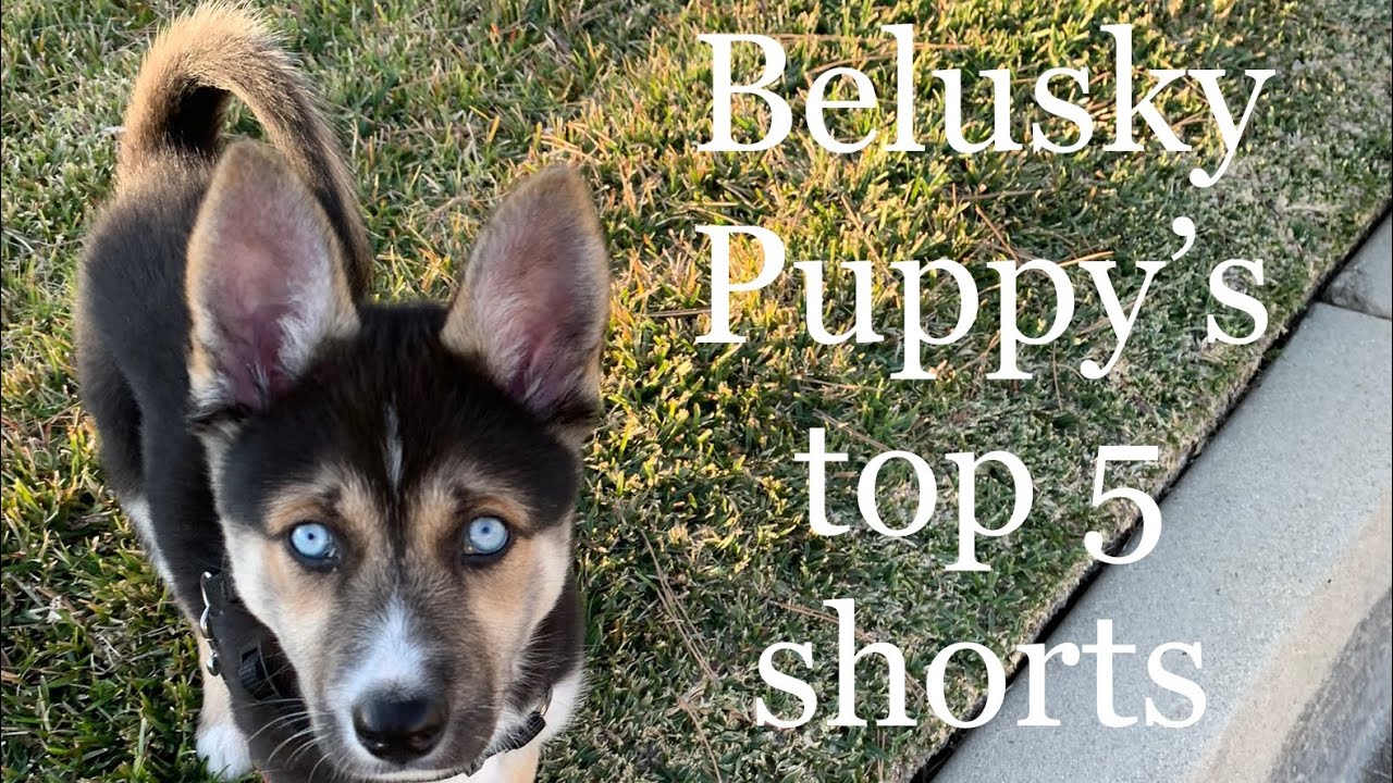 Top 5 Shorts of Cute Belusky Puppy - YouTube