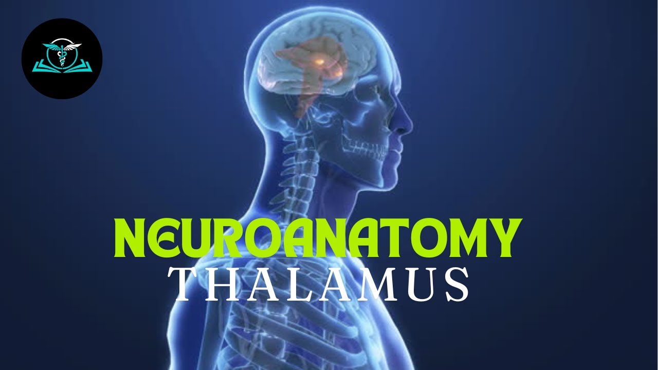 Neuroanatomy Made Simple | The Thalamus | TutorMed Class | GMDC Exam ...