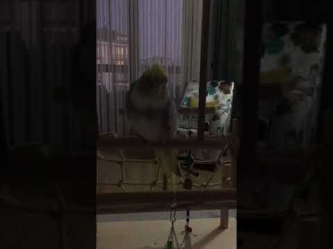 OYUN PARKI KEYFİ| SALINCAĞIMA DOKUNMA🐣