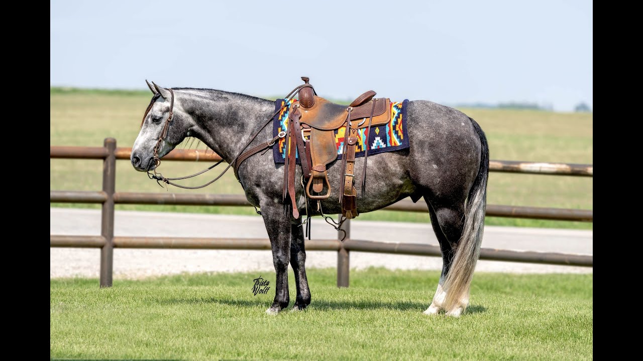 Steel 2018 AQHA Gray Gelding - Offered @bid.schmitthorseranch.com ...