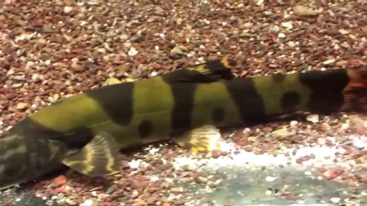 Leptobotia elongata - YouTube