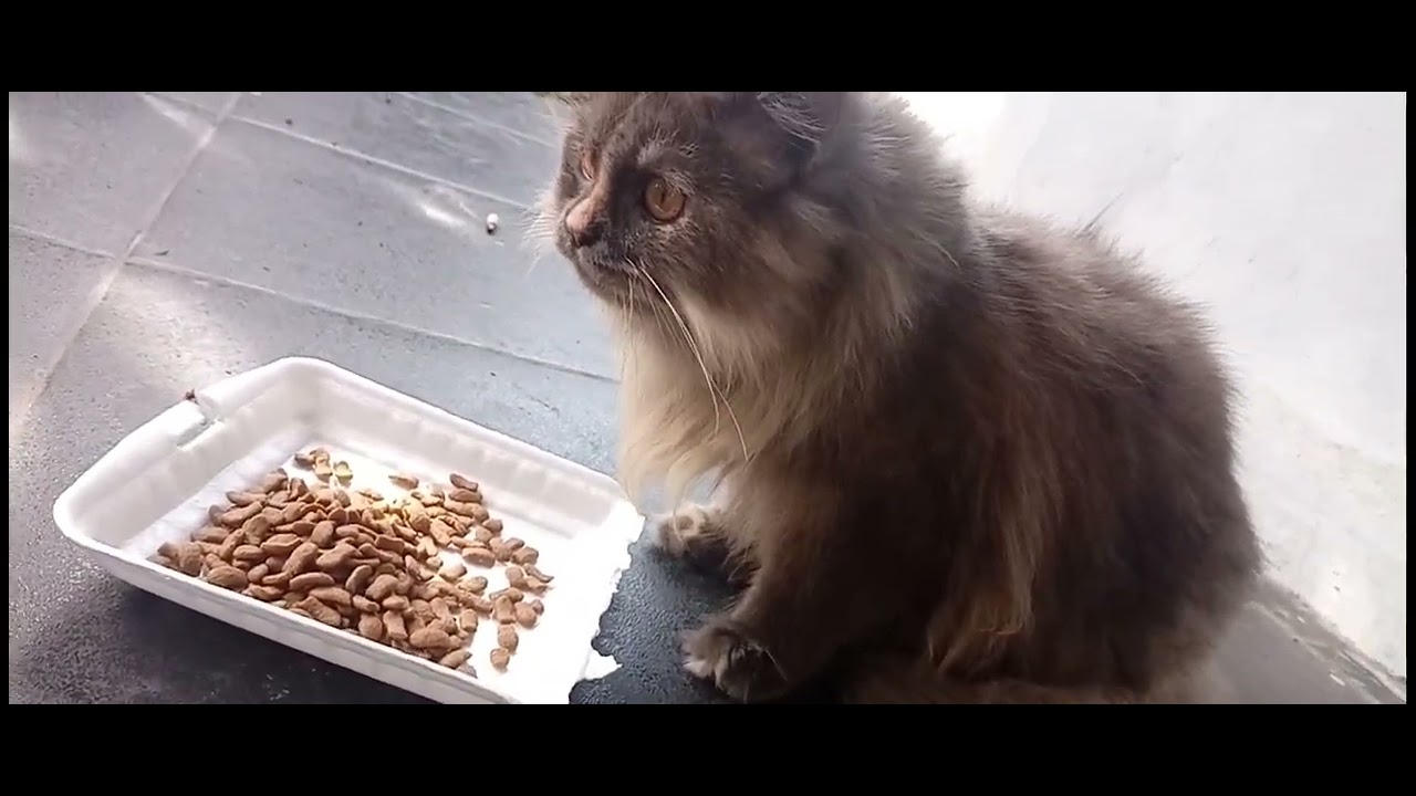 Kucing lapar - YouTube