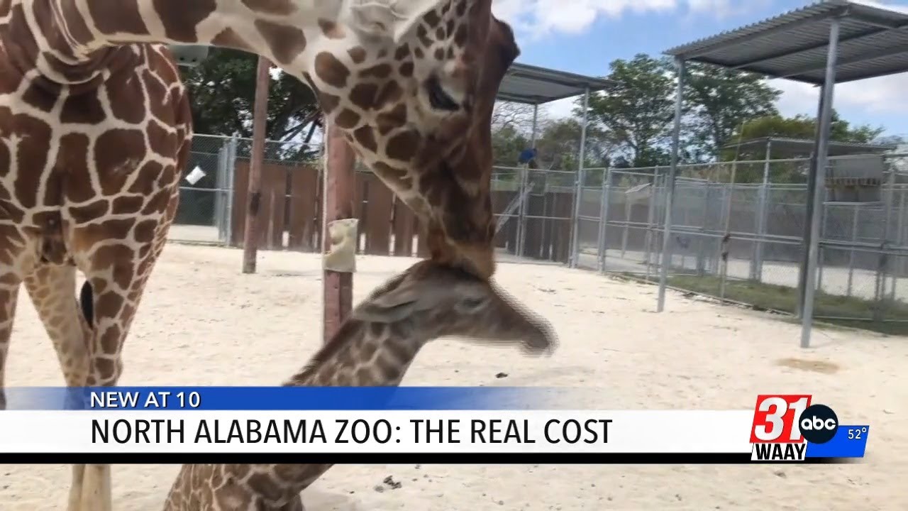 North Alabama Zoo: The Real Cost - YouTube