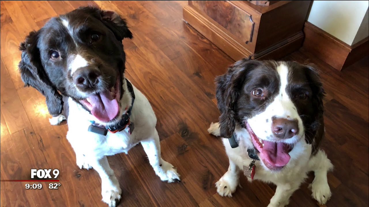 Social media helps Minnesota couple track down missing dogs - YouTube