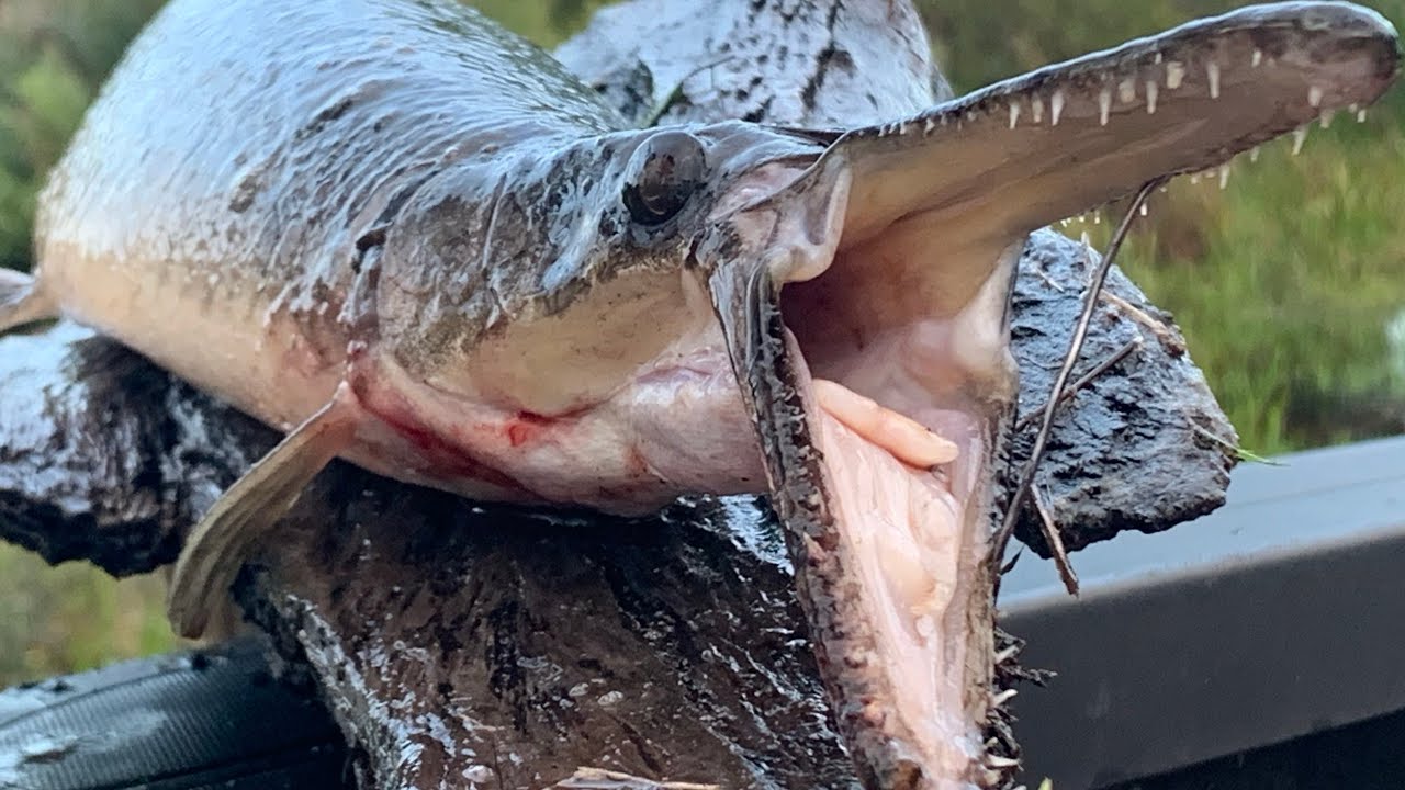 PRE-historic Fish {Catch Clean Cook} Sweet Gar Cakes - YouTube