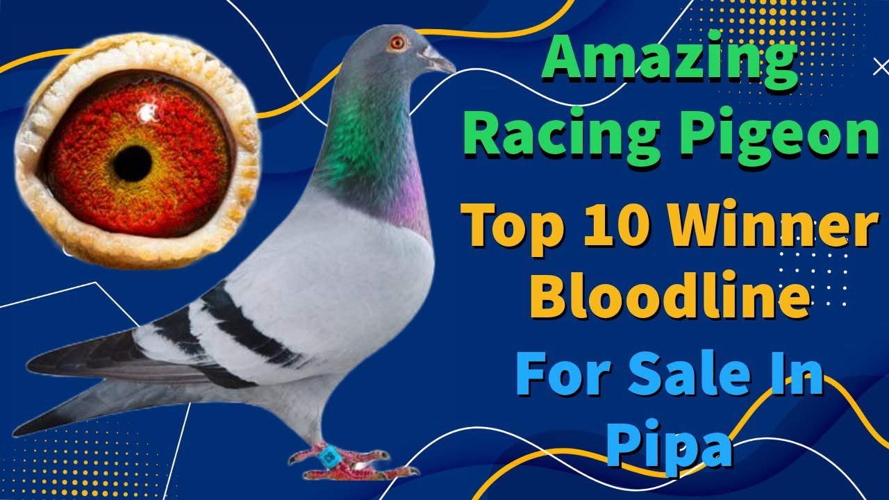 Porcshe 911 From Samuel Racing Pigeon Bloodlines Top 10 Place Winner ...