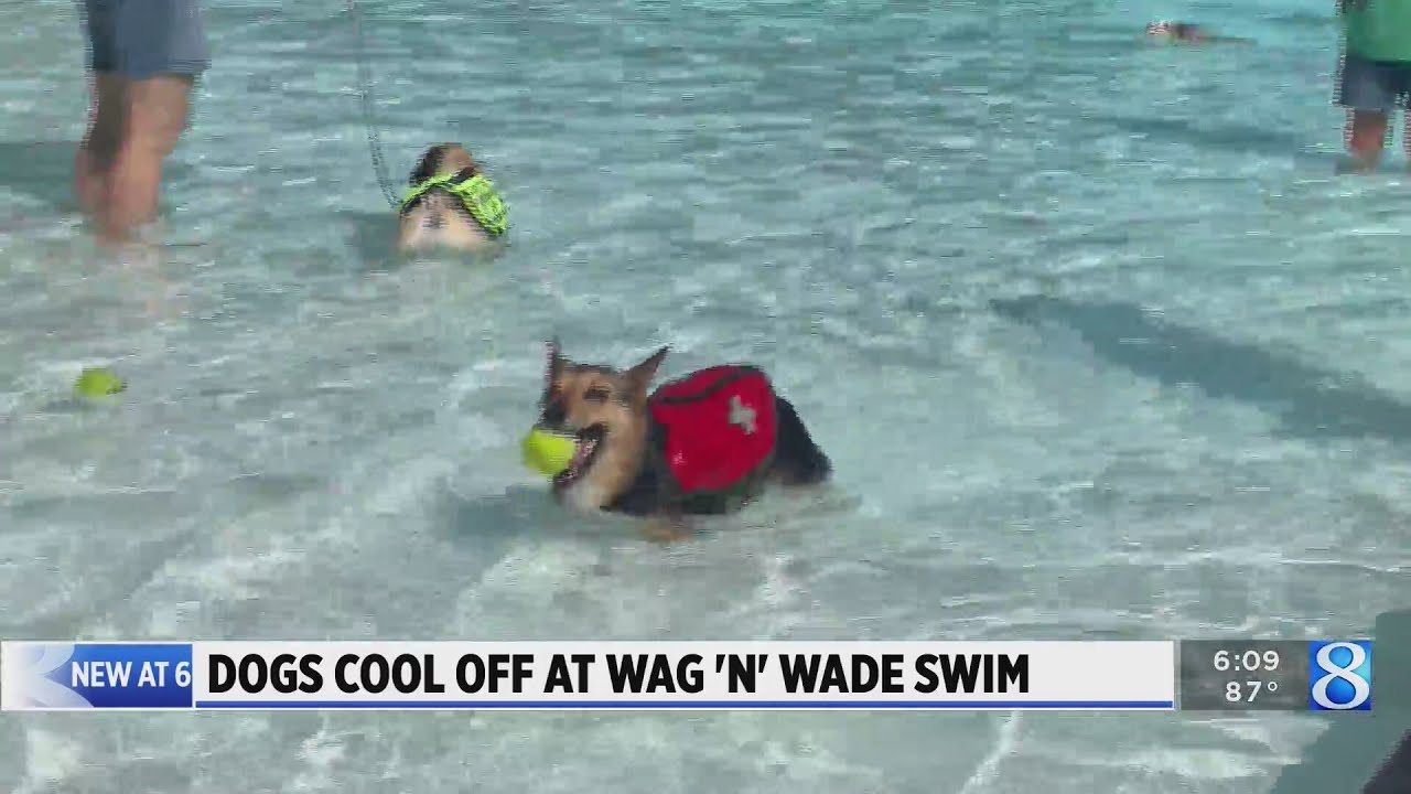 Hundreds of dogs cool off at 6th annual Wag ‘N’ Wade Swim - YouTube