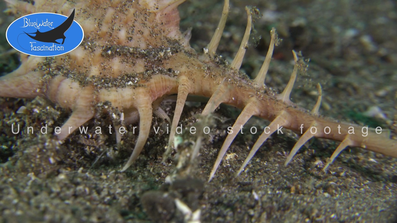 0186_Murex snail close up, 4K underwater video stock footage - YouTube