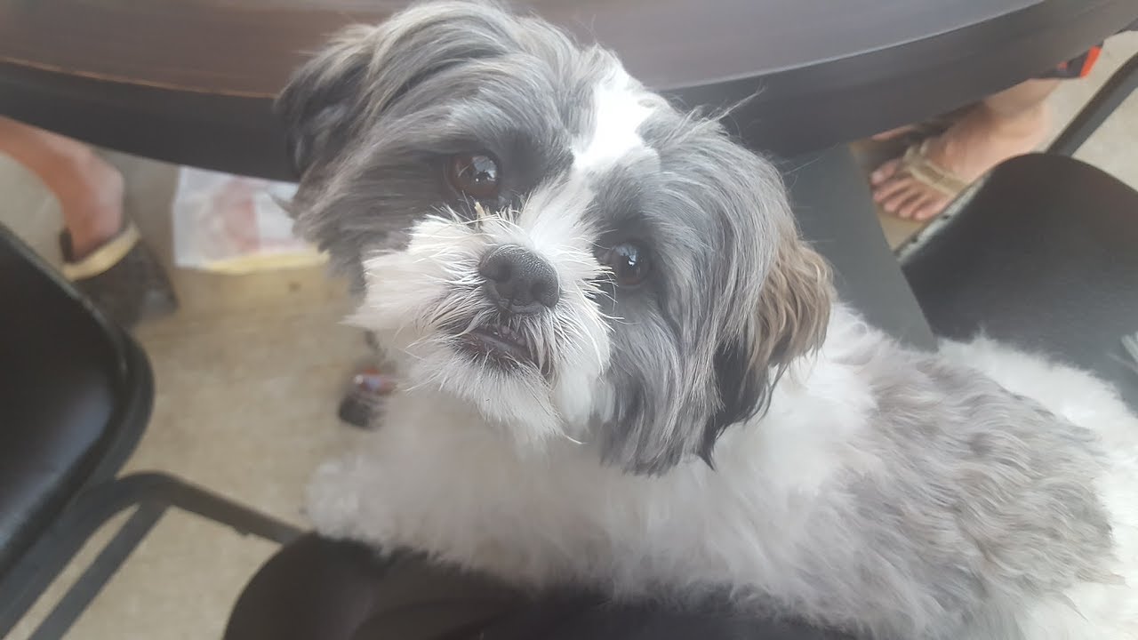 Mal-Shi, Malti Zu, Malt-Tzu Maltese Shih Tzu Hybrid Dog - YouTube