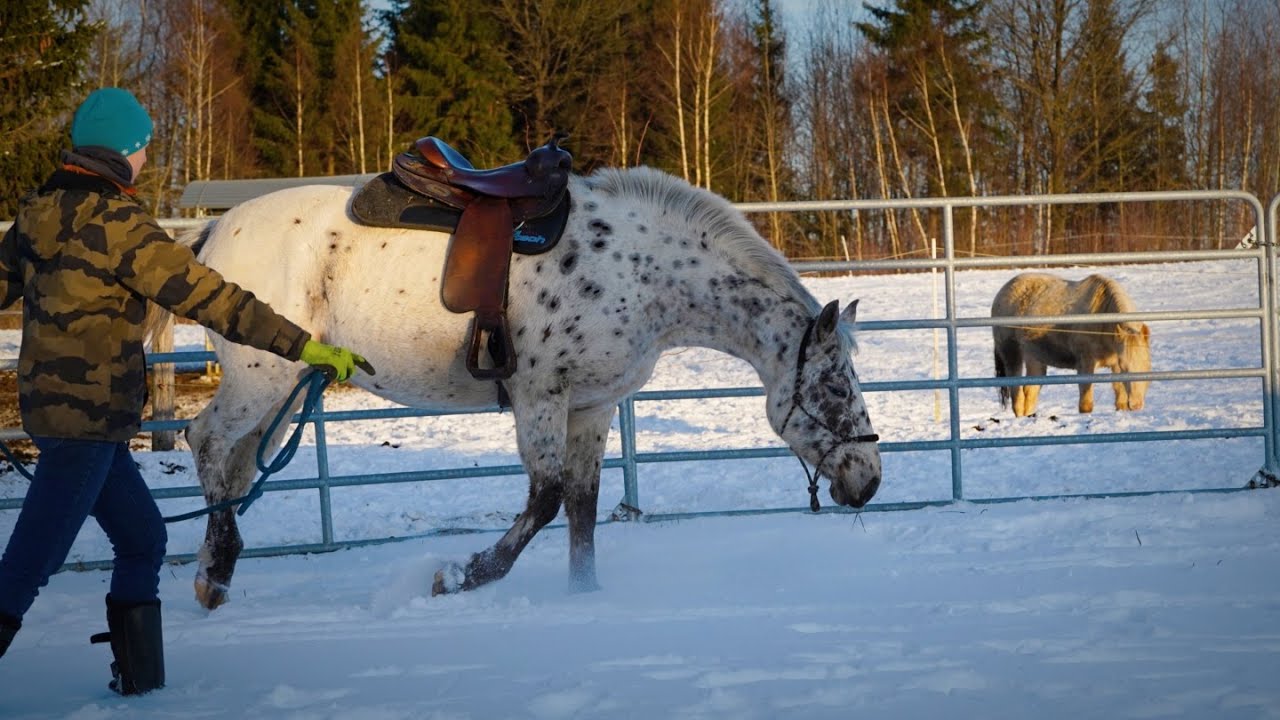 Jak pracuję z każdym koniem (Z ZIEMI) / Basic Groundwork with a Horse - YouTube