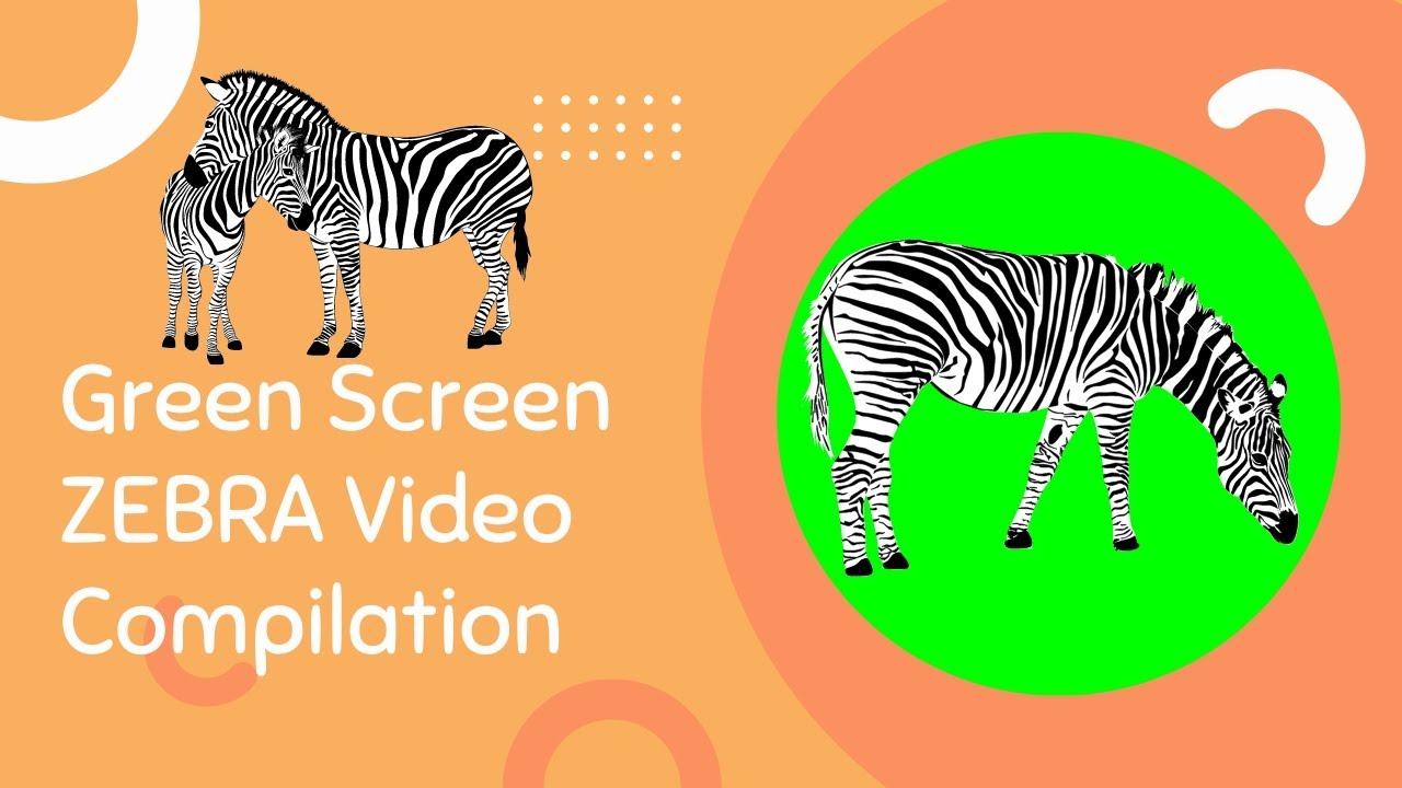 Zebra Green Screen | Zebra Compilation 4K Resolution | Chroma Key VFX ...
