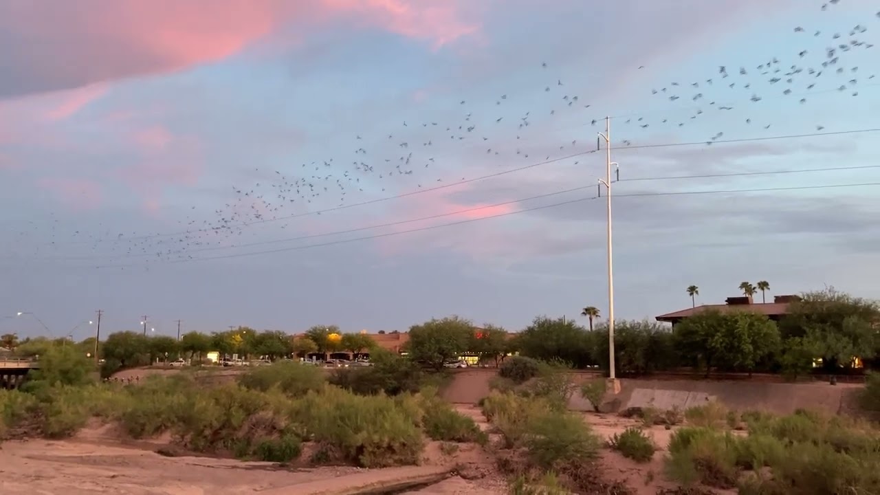 Mexican free-tailed bats fly above the Rillito River in Tucson - YouTube