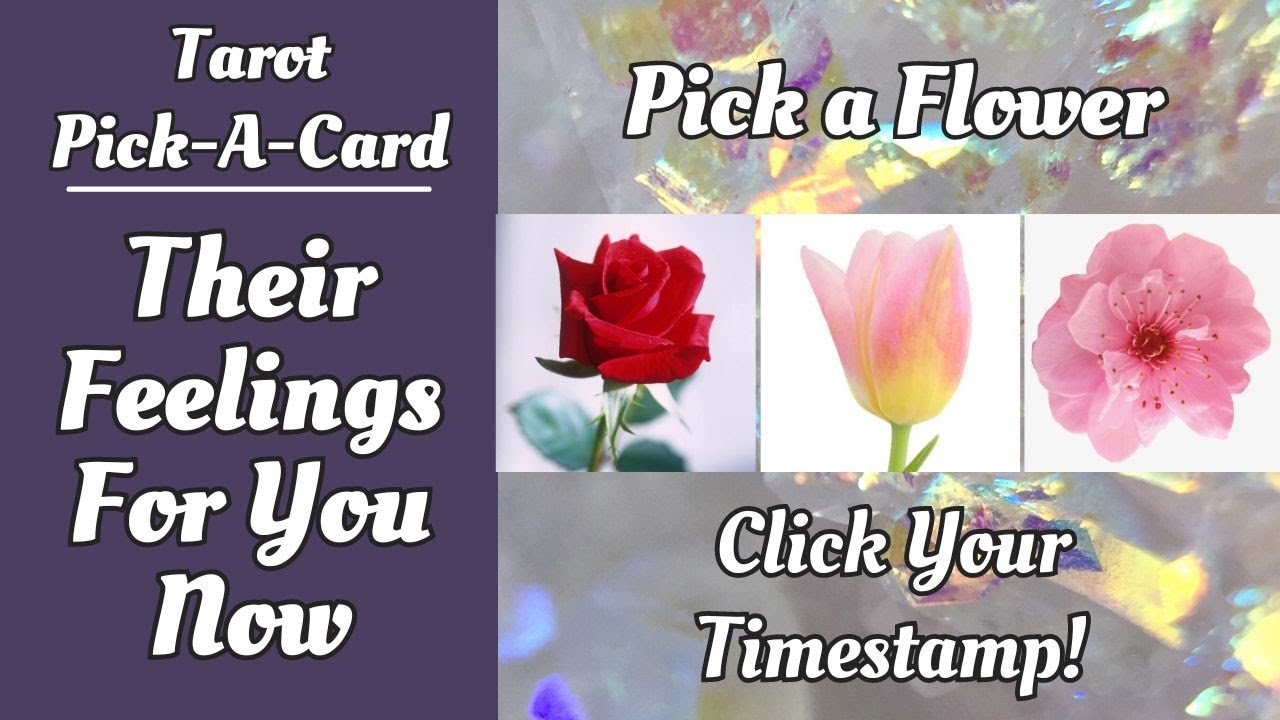 //PICK A CARD: THER FEELINGS FOR YOU NOW | GENERAL LOVE READING ...