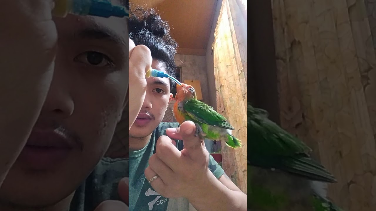 Feeding my albs 2 with syringe handfeed - YouTube