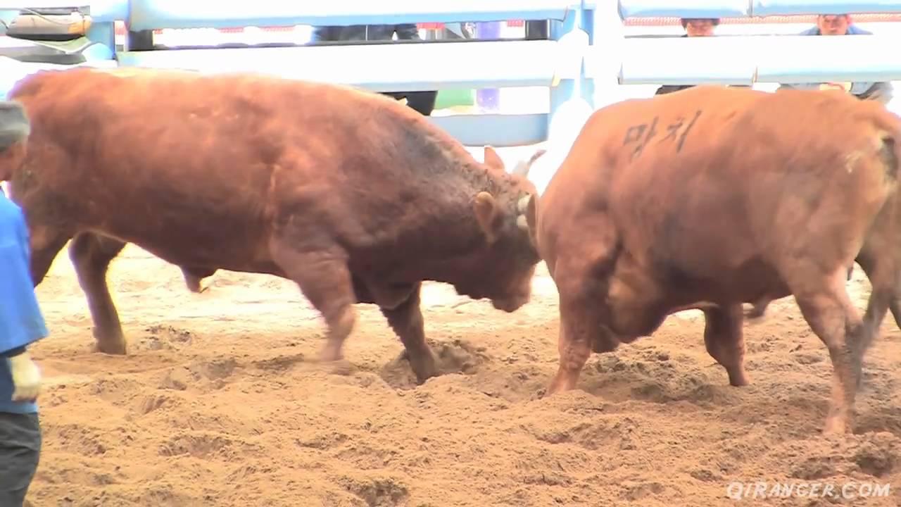 Korean Bullfight (Full Match with Commentary) - YouTube