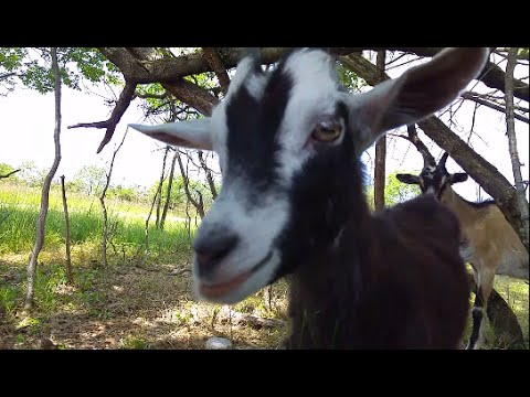 Cute Goats - Relax in Nature With Goats - YouTube