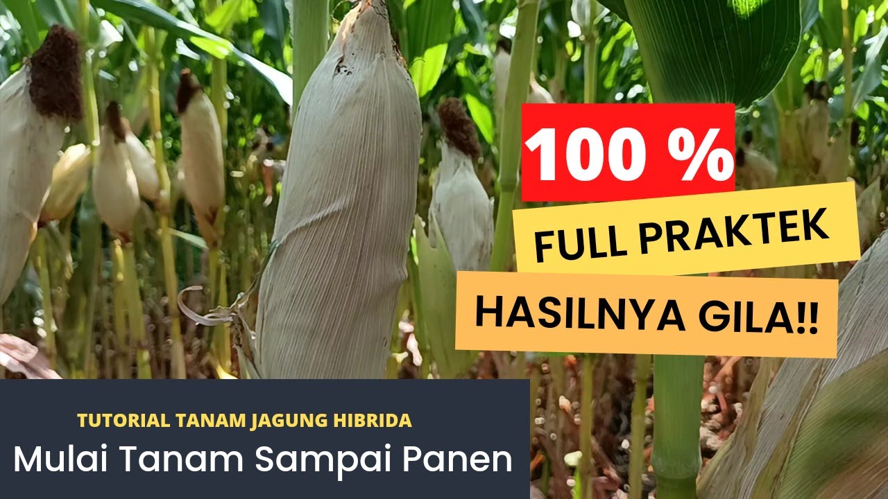🔴 Cara Tanam Jagung Bertongkol Besar! Panduan Lengkap Buat Petani ...