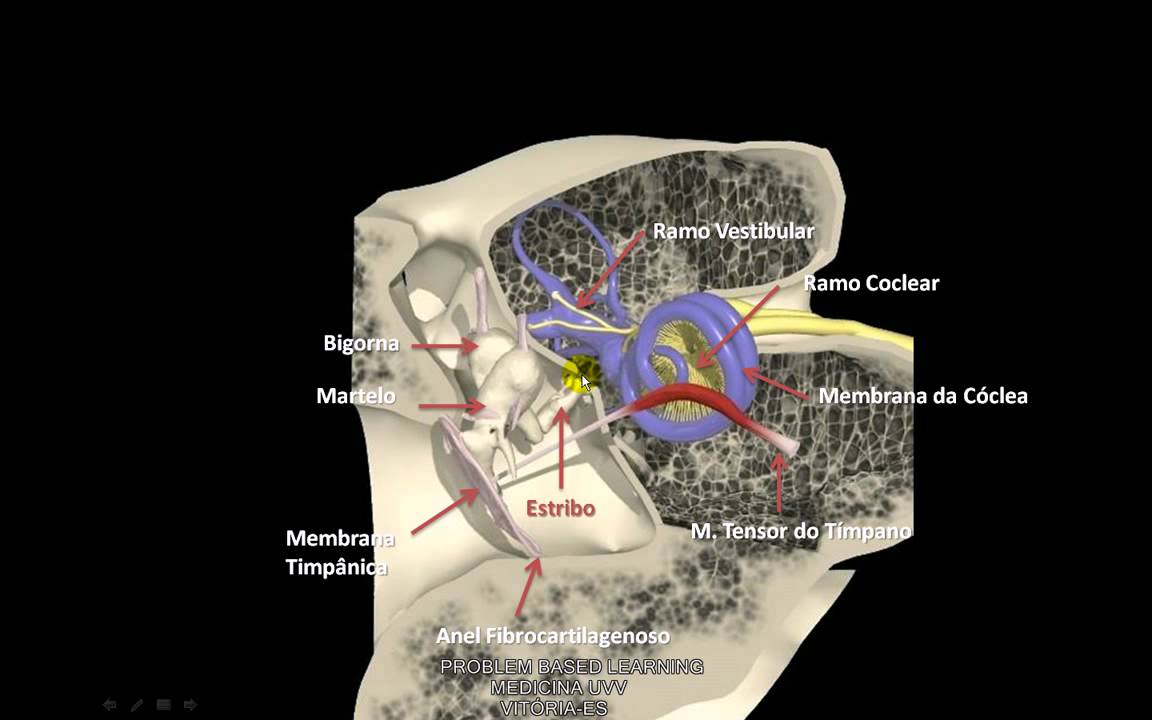 Anatomia Da Orelha Externa Posterior Ouvido – CEOL Otorrino
