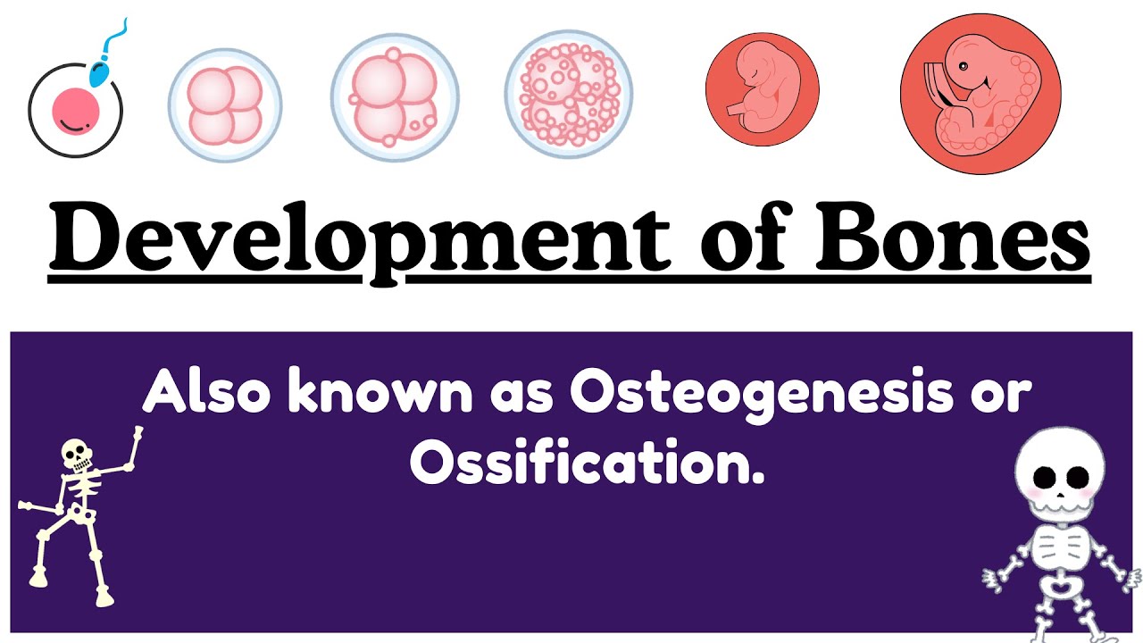 Development of Bones Ossification| Intramembranous Ossification and Intracartilaginous ...