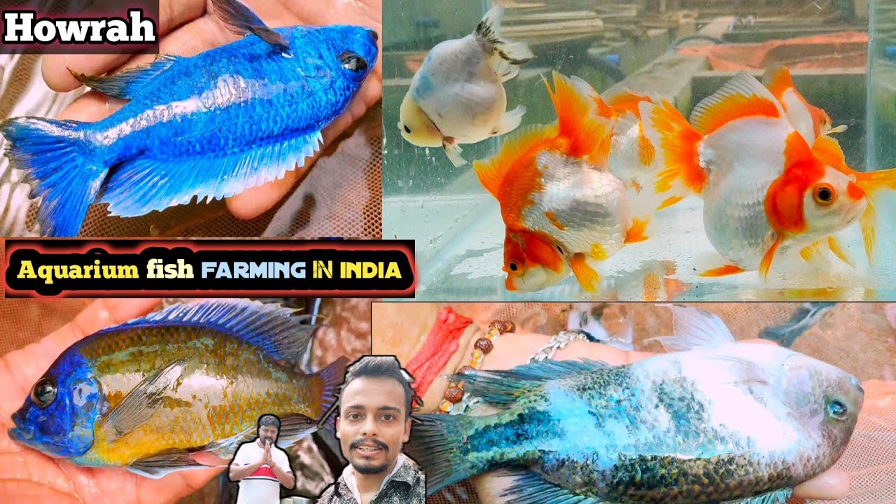 Red devil & Marbel fenestratus fish breeding farm / Calico ranchu ...