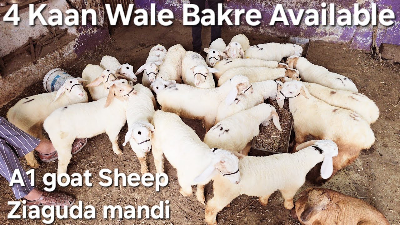 4 kaan ke bakre | pure quality bannur baby sheeps male & female ...