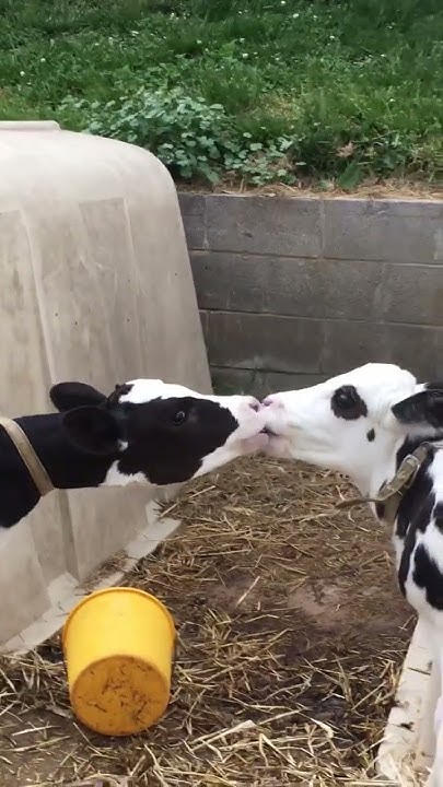 Kissing cows 😘 😚 - YouTube