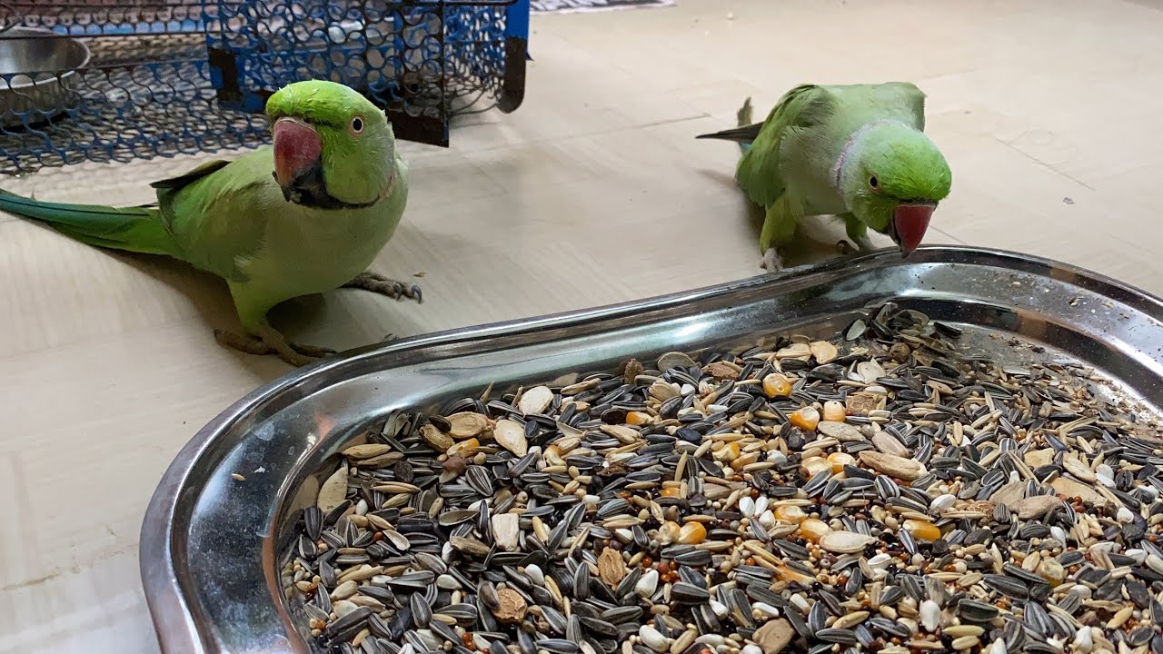 Indian Ringneck Parrot Enjoying favourite Food - YouTube