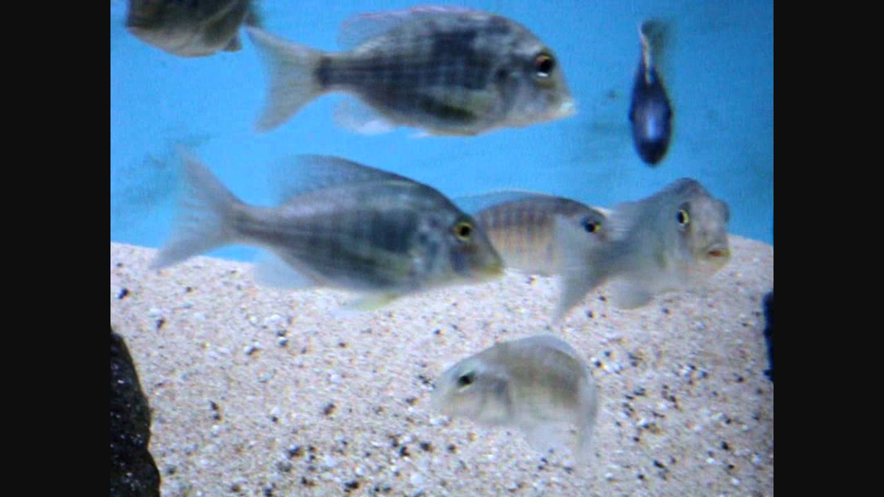 Lethrinops Marginatus Mvunguti_0001.wmv - YouTube