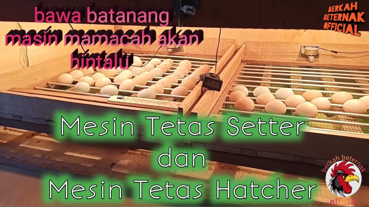 Mesin Tetas Setter dan Hatcher - YouTube