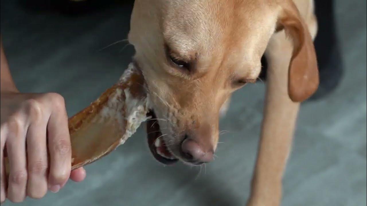 ASMR Dog eating biting licking 개 먹고 물고 핥기-meimei bovine cartilage - YouTube
