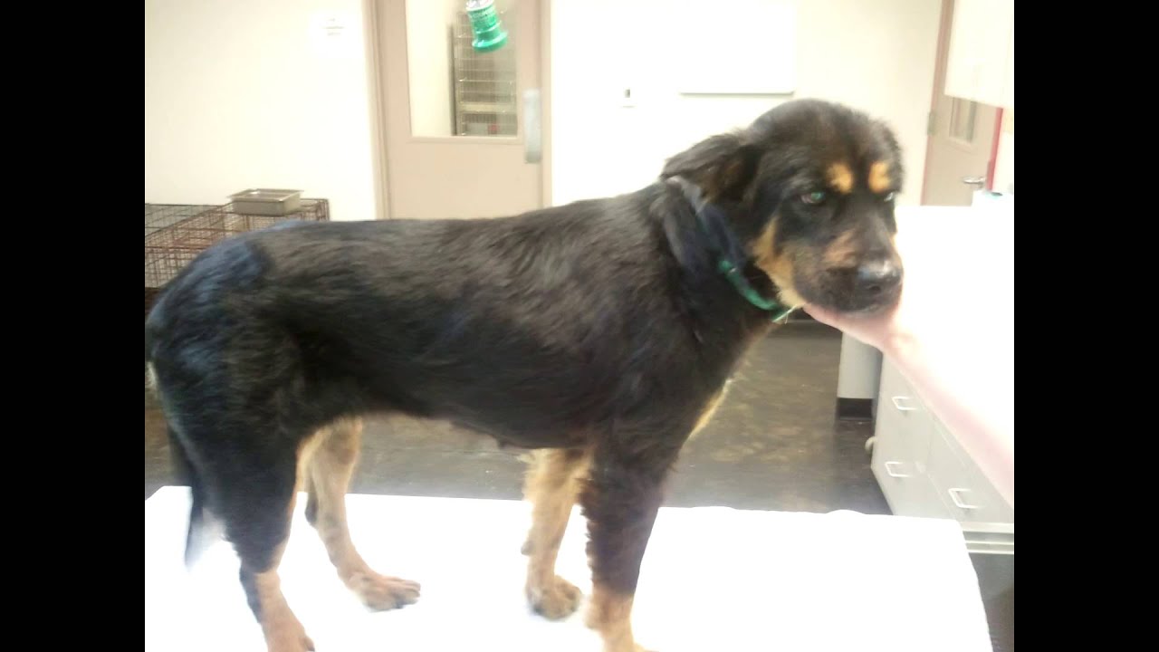 The story of Evaline - YouTube