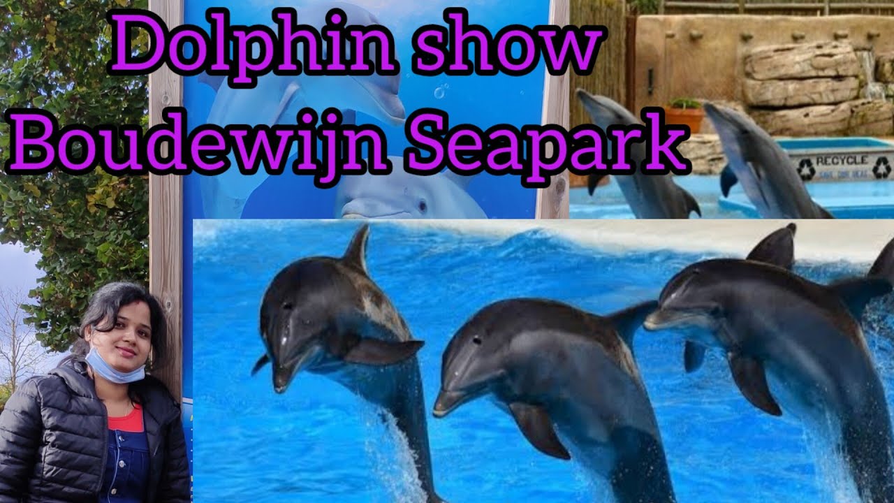 Amazing Dolphin show at Boudewijn Seapark -Bruges | Theme park | - YouTube