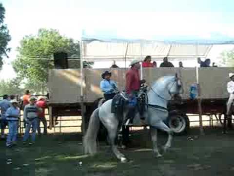 caballos de baile - YouTube
