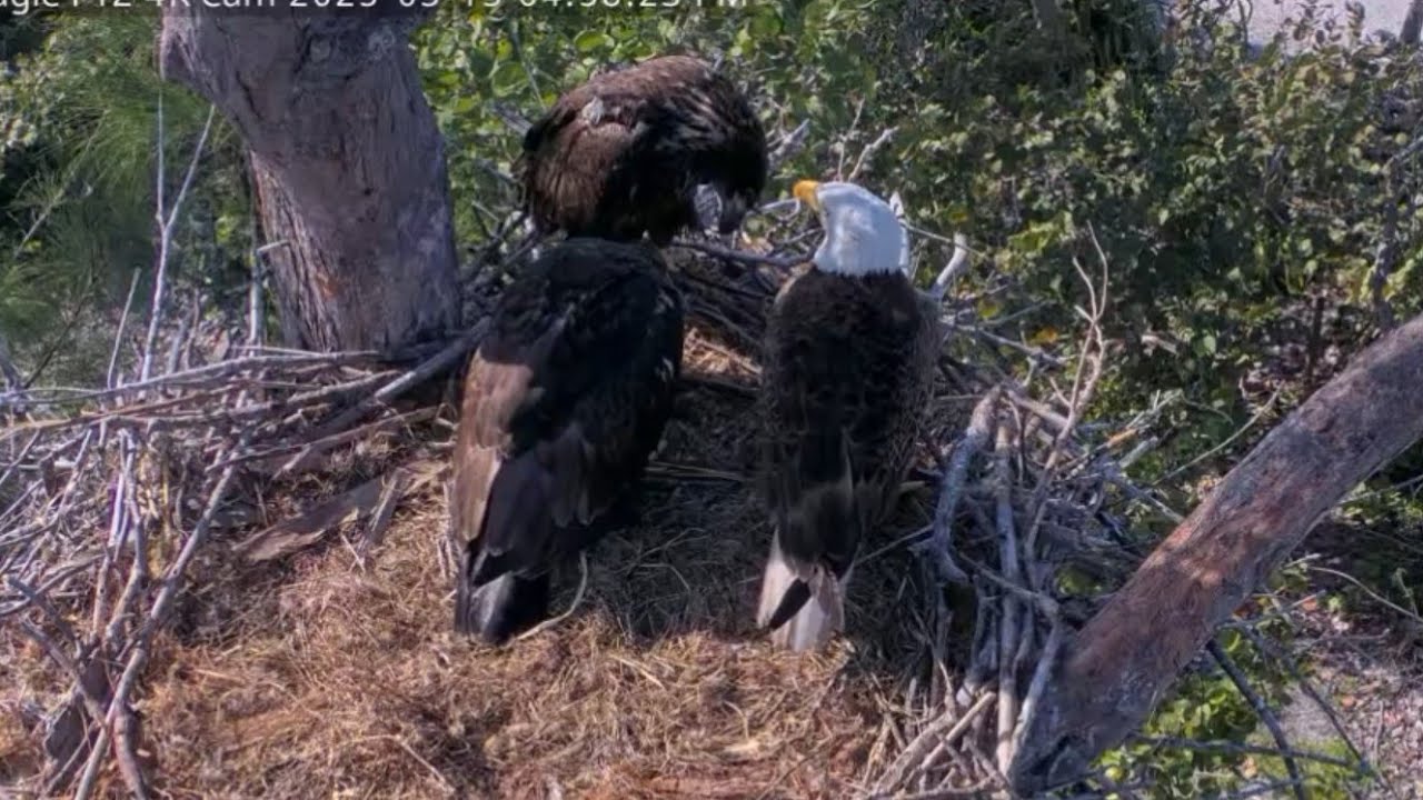 Clive brings fish, Dasher moves in possibly share with Clive | Captiva ...