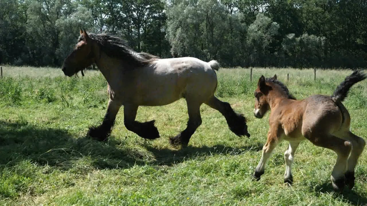 Belgian Draft Horses : top mare with beautiful and playful young foal ...