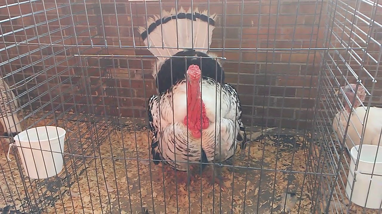 Indiana State Fair 2018 Poultry Barn Chickens Champion Fowl - YouTube