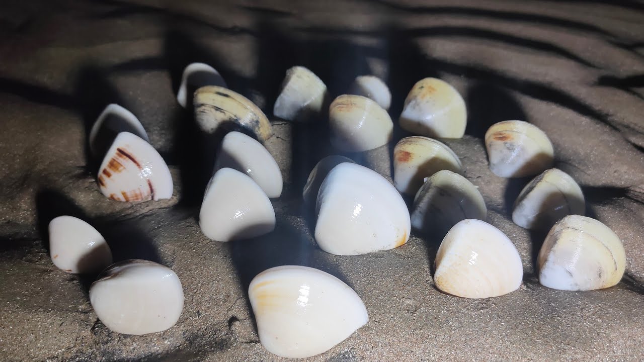 Perburuan KERANG KAPAH malam hari‼️Panen kerang dalam gelap - YouTube