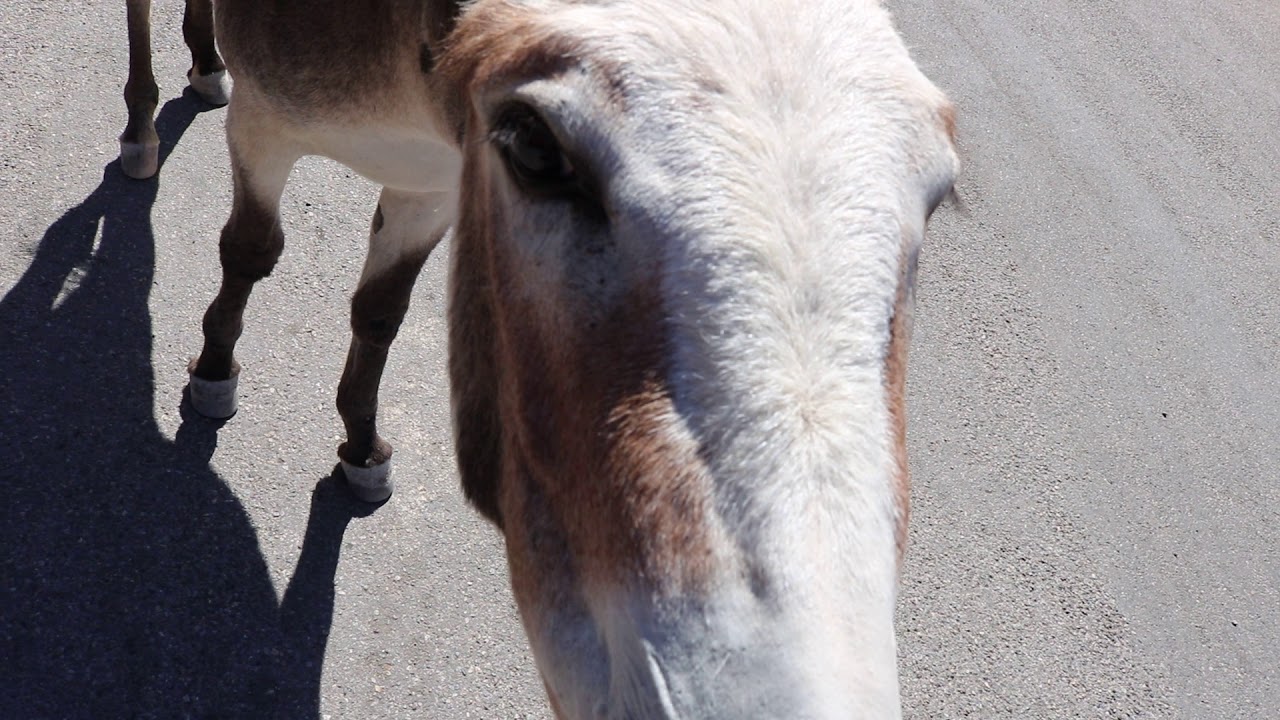 Feeding the Burros in Oatman, Arizona - YouTube