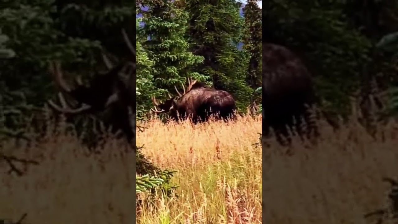 Best Moose Hunting Kill Shot…Called Him in Up Close!…Giant Bull Down # ...