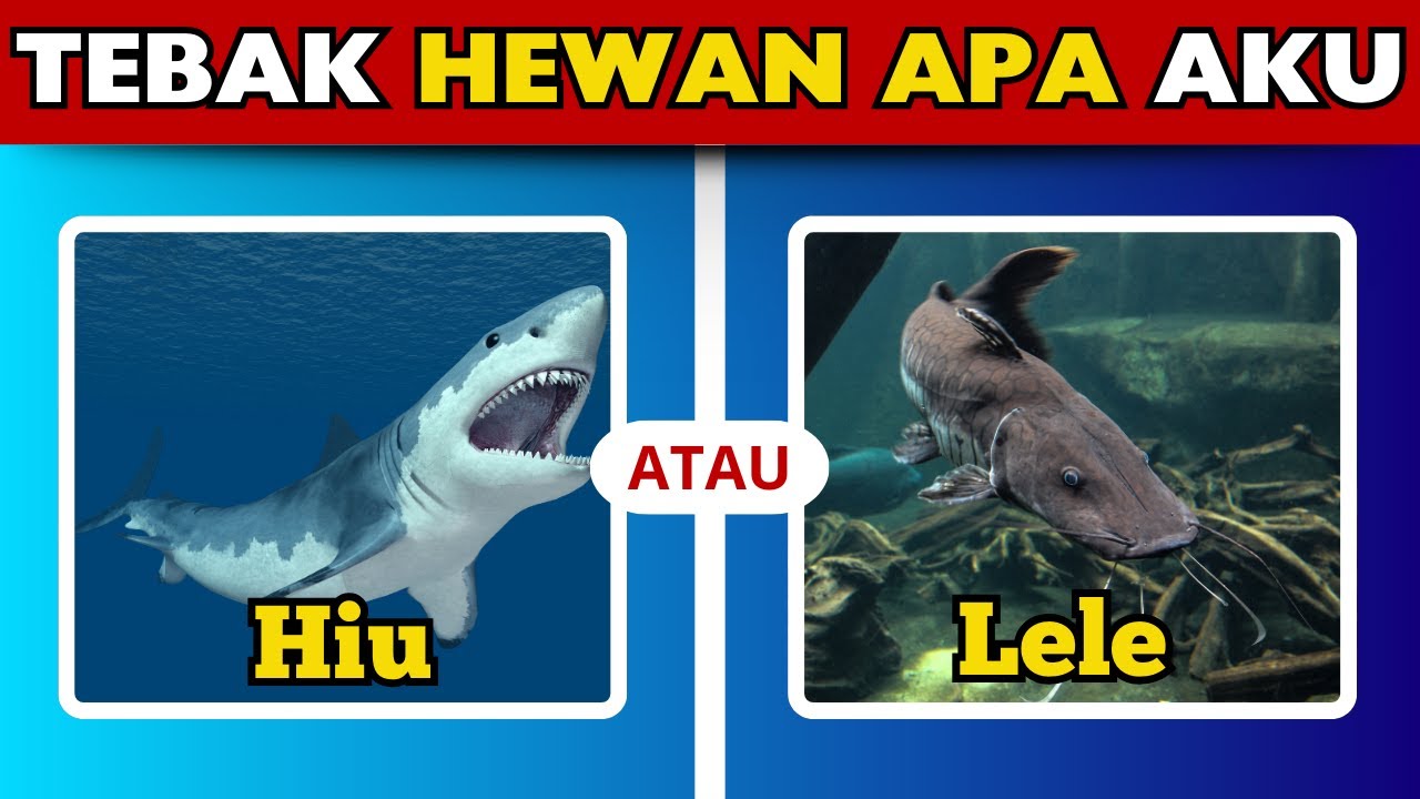 Tebak Aku ! Hiu atau Ikan Lele - YouTube