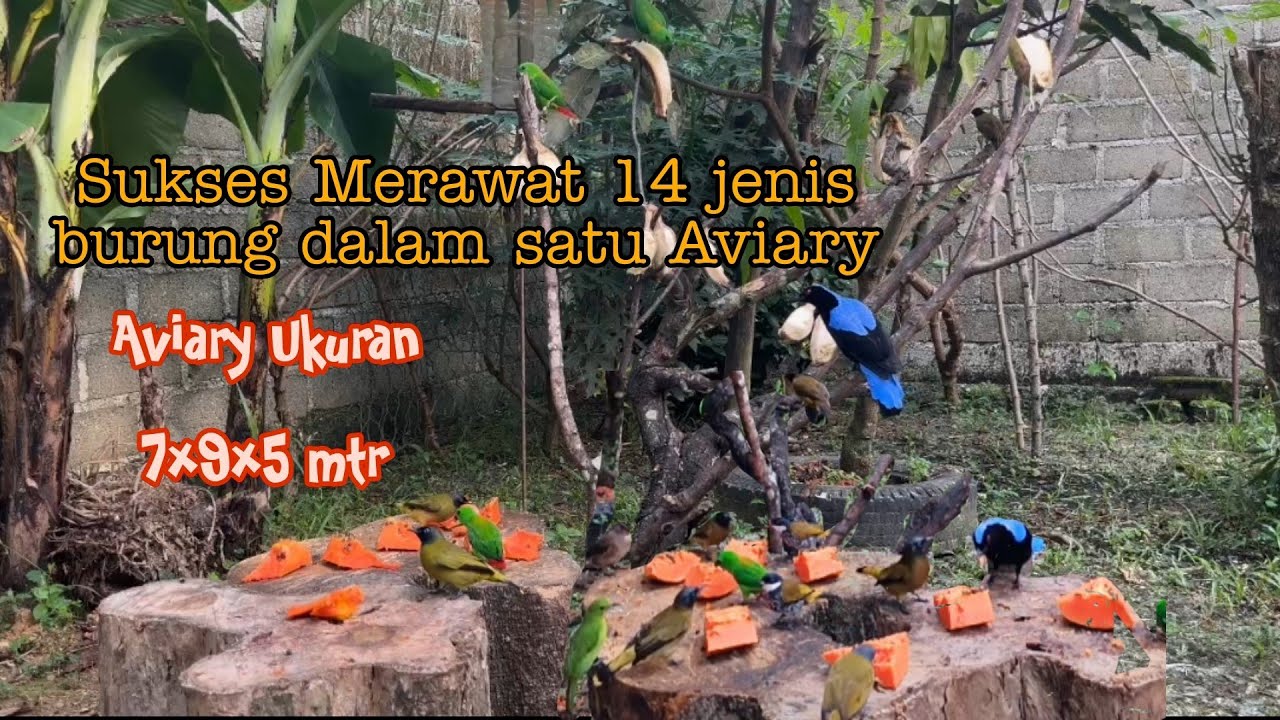 Sukses Merawat 14 jenis Burung dalam satu Aviary ukuran 7x9x5 mtr - YouTube